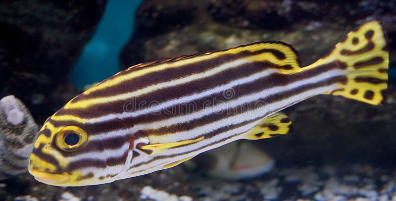 Sweetlips fish 2 stock photo. Image of animal, indian - 5439912
