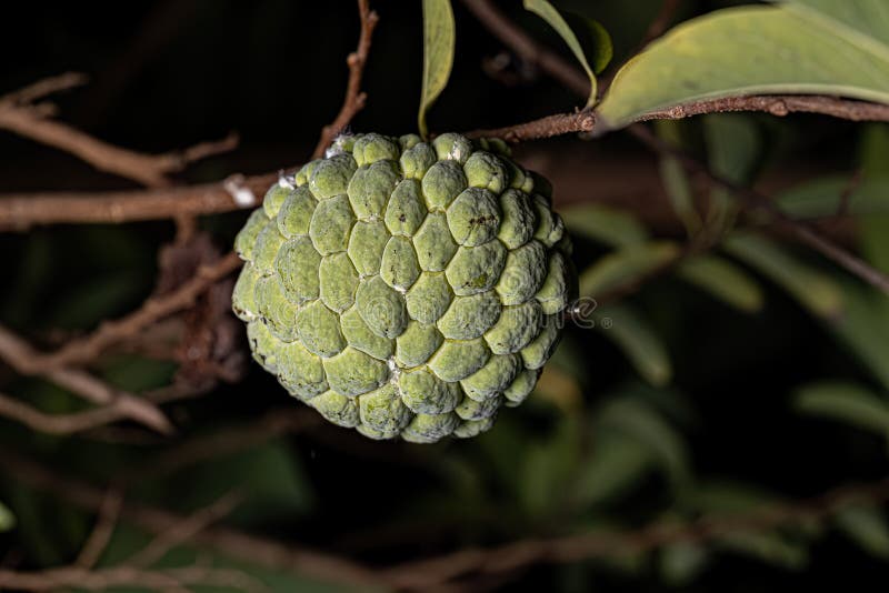 Sweetsop Green Fruit stock photo. Image of tracheophyta - 263479426