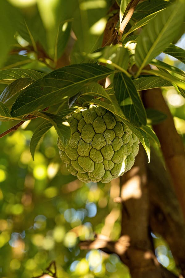 Sweetsop Green Fruit stock photo. Image of magnoliopsida - 263479522