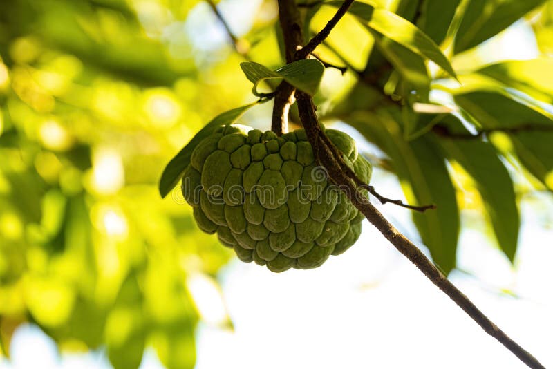 Sweetsop Green Fruit stock image. Image of custardapple - 263479523