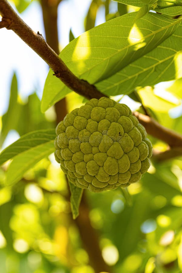 Sweetsop Green Fruit stock image. Image of nature, annonaceae - 263479529