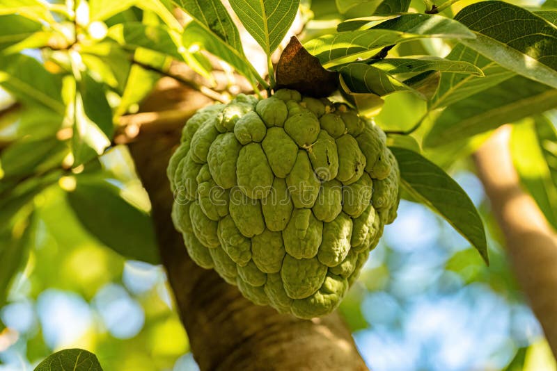 Sweetsop Green Fruit stock photo. Image of annonaceae - 263479530