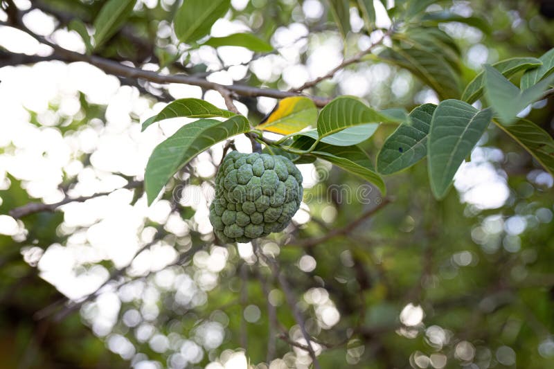 Sweetsop Green Fruit stock photo. Image of vascular - 311816576