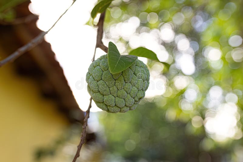 Sweetsop Green Fruit stock image. Image of annonaceae - 311816577