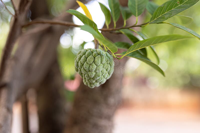 Sweetsop Green Fruit stock photo. Image of flowering - 311816578