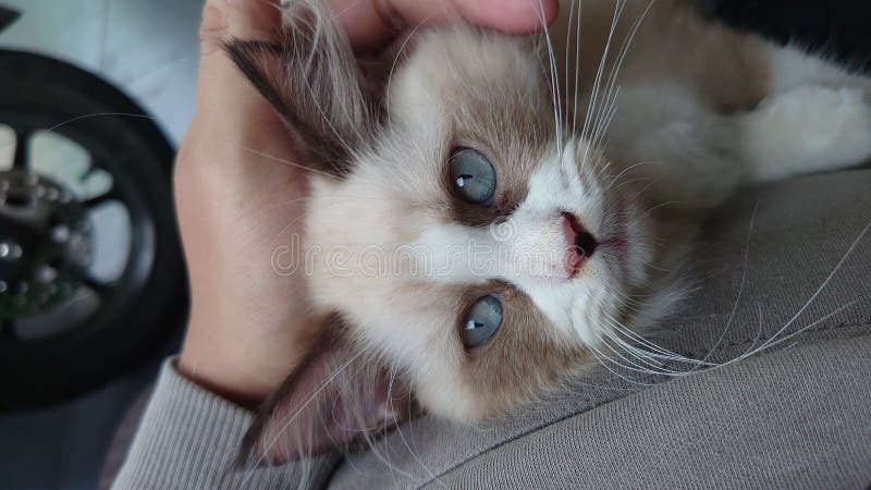 Sweety ragdoll exothic cat stock image. Image of simetris - 261746701