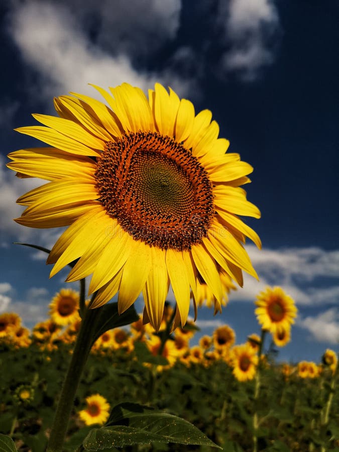 Sunglower Child Stock Photos - Free & Royalty-Free Stock Photos from ...