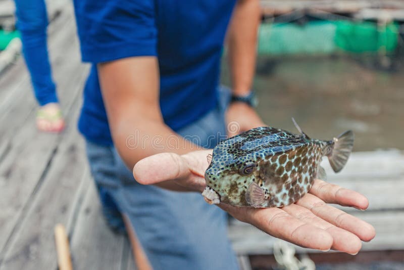 Swellfish stock photo. Image of life, shot, spiked, sharp - 75422298
