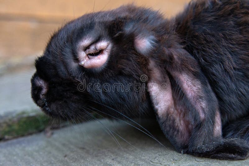 Swelling of the Muzzle, Blepharitis and Plaques on the Ears in a Rabbit ...