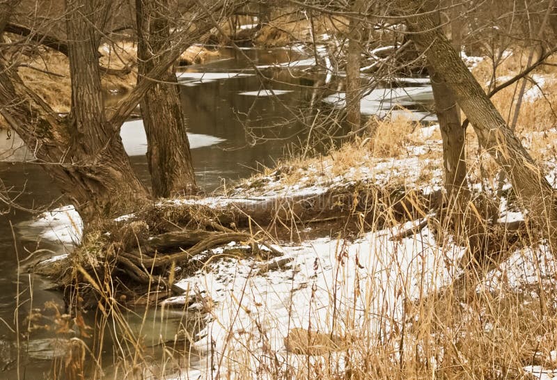 Swerving River Eroding Soil Around Trees Stock Photo - Image of golden ...
