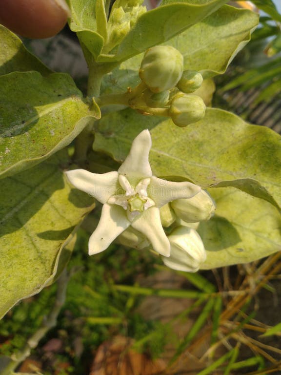 Swet aak flower stock image. Image of plant, yellow - 243076227
