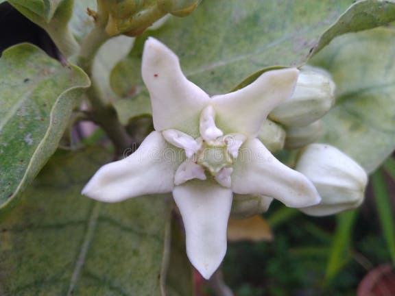 Swet aak flower stock image. Image of plant, produce - 243076295