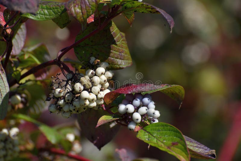 Swida Alba - Wild Berry Bush in Autumn Stock Photo - Image of ripe ...
