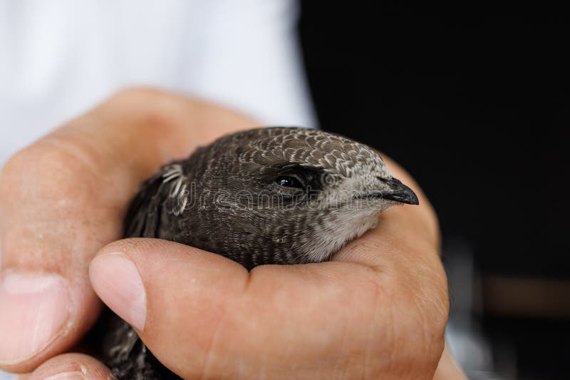 A Swift Bird that Flew into an Office Rests Quietly in a Caring Human ...