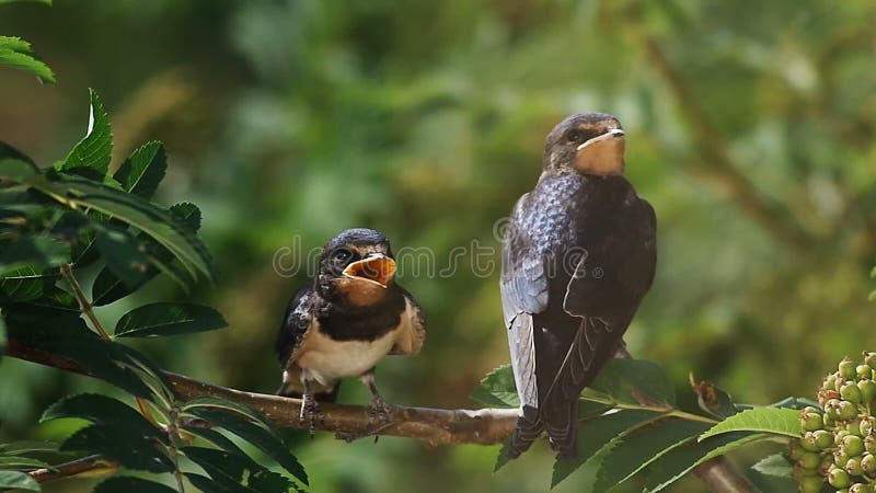 Birds Sitting Gracefully on a Bare Tree Branch Against a Clear Blue Sky ...