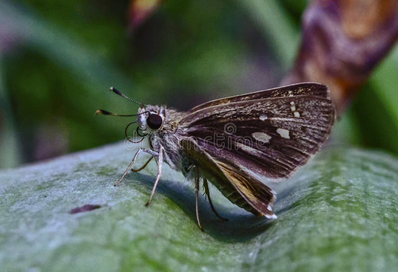 Swift butterfly stock image. Image of nature, beautiful - 109893631