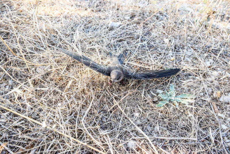 The swift chick stock image. Image of apus, bird, brown - 145653475