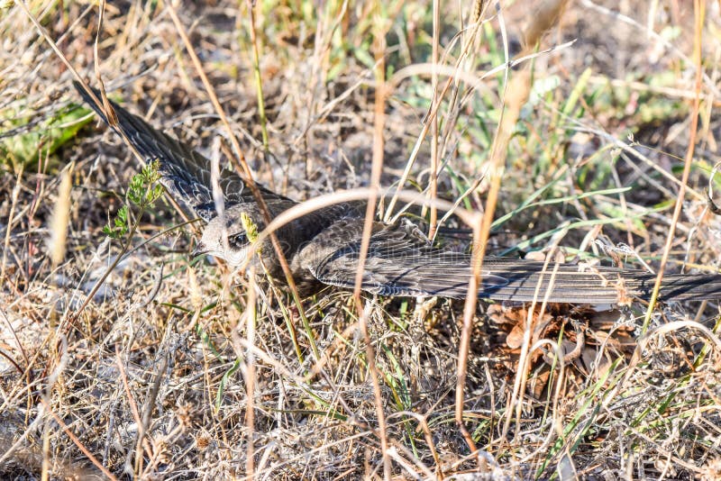 The swift chick stock image. Image of portrait, fledgling - 145654577