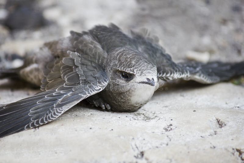 Swift chick stock image. Image of swift, wild, black - 179049581