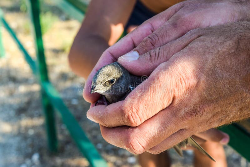 The swift chick stock image. Image of portrait, common - 145656849