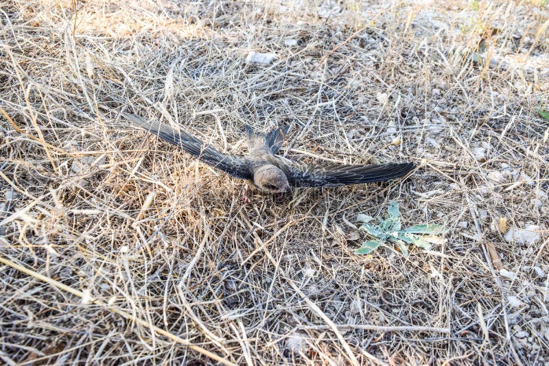 The swift chick stock photo. Image of common, dried - 145656146