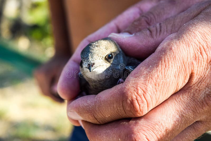 The swift chick stock image. Image of hold, apus, closeup - 145656305