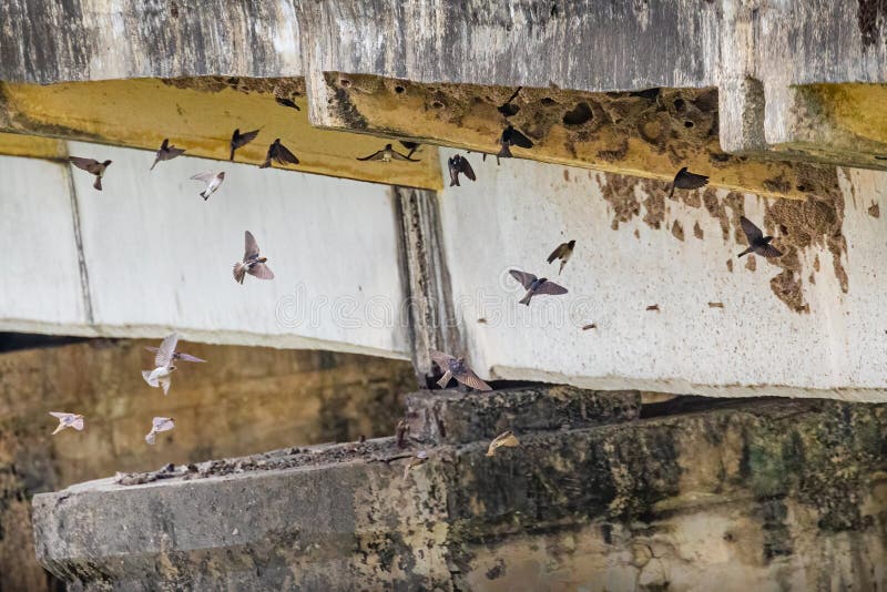 Swift entering its nests stock photo. Image of beak - 279604078