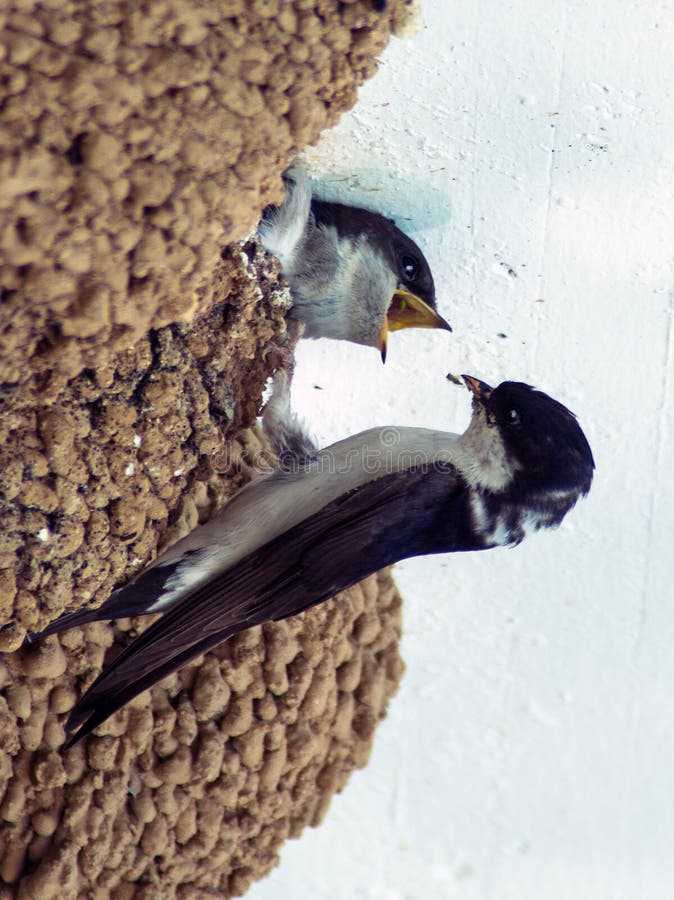 Swift Feeding Chick stock image. Image of head, parents - 73926387