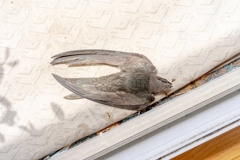 274 House Swift Bird Stock Photos - Free & Royalty-Free Stock Photos ...