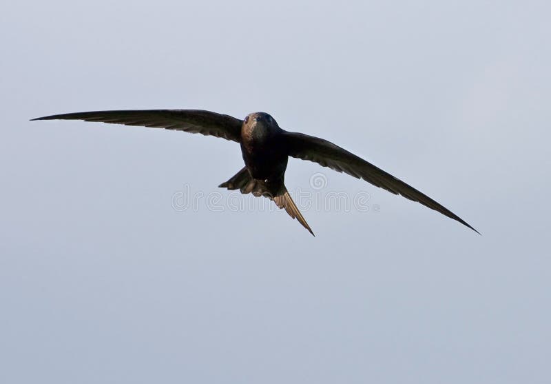 Swift flight stock image. Image of height, wildlife, glider - 63671567