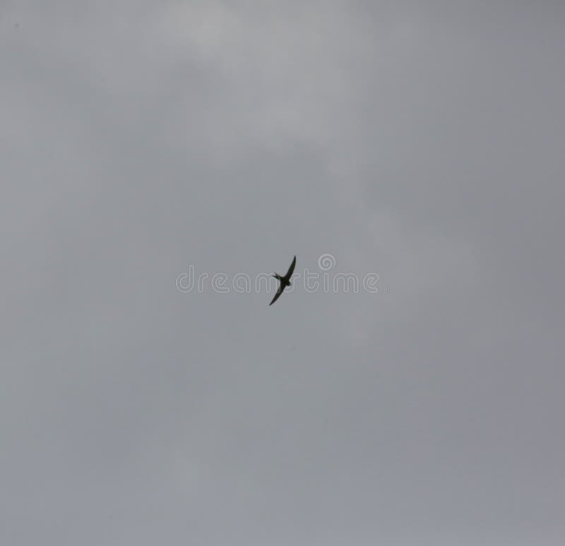 Swift in flight silhouette stock photo. Image of avians - 321359442