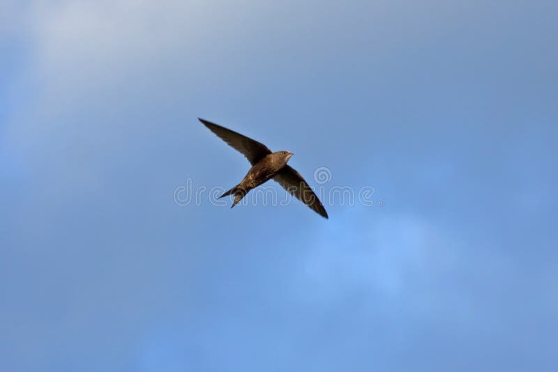 Swift flying over head stock image. Image of blue, black - 85842771
