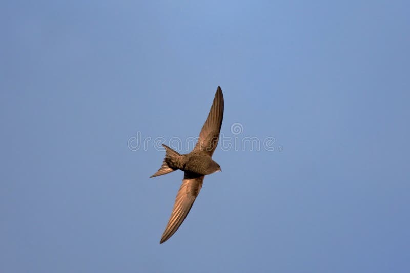 Swift flying over head stock photo. Image of ornithology - 85842802