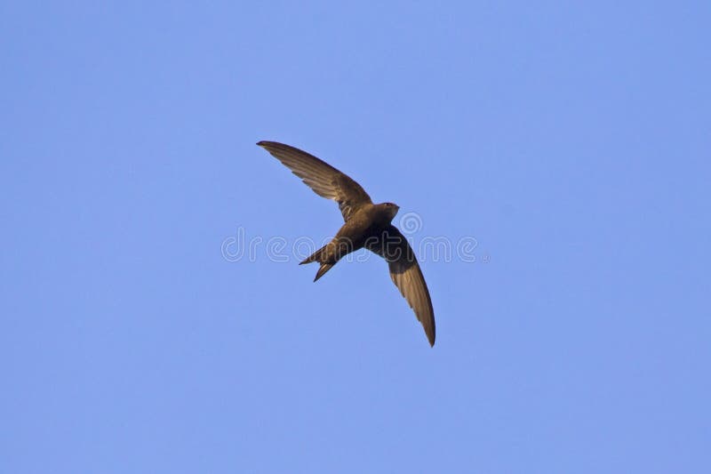Swift flying over head stock photo. Image of flight - 122607052