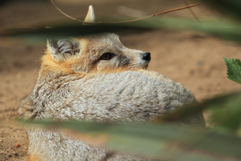 Swift fox stock image. Image of nature, vulpes, mammal - 25879041