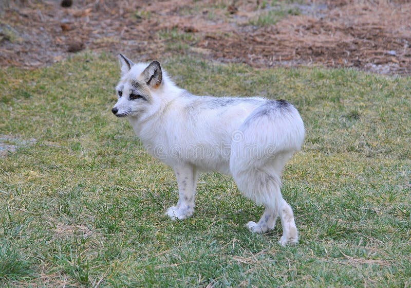 Swift Fox Sleeps In Winter Habitat. Stock Photo - Image of small ...