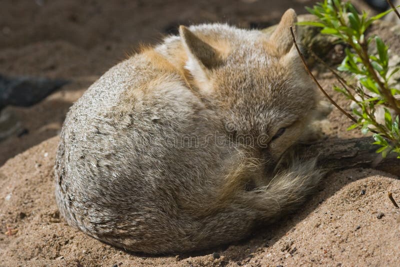 Sleeping fox stock image. Image of animals, ball, animal - 6996749