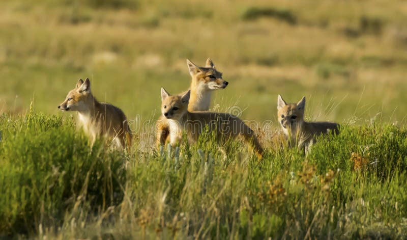 Swift Fox Sleeps in Winter Habitat. Stock Photo - Image of small ...