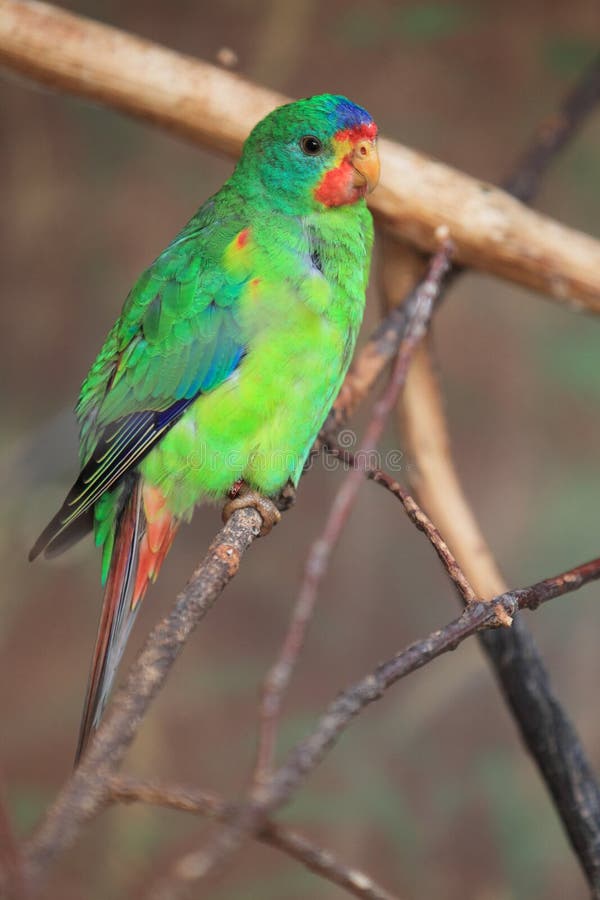 Swift parrot stock image. Image of sitting, tweet, nature - 27873089
