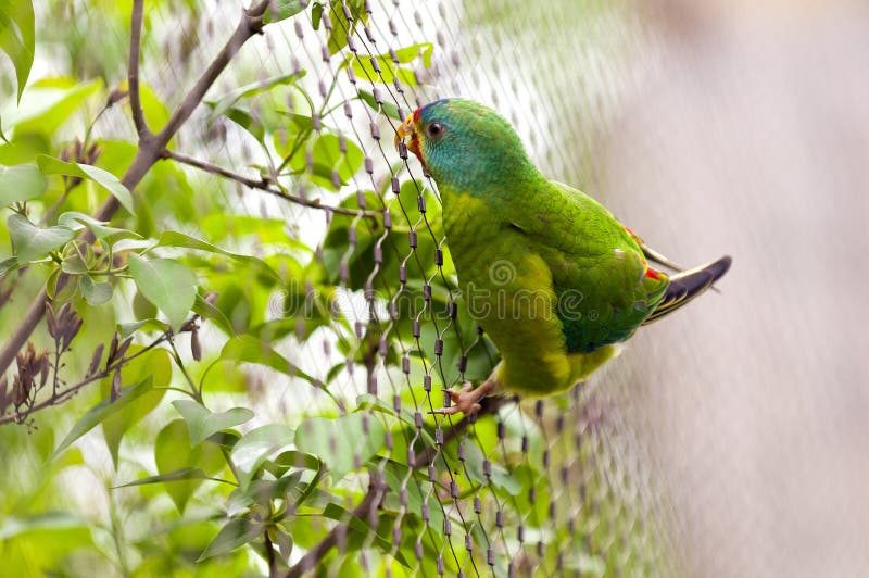 Swift Parrot stock image. Image of shot, agricultural - 32184607