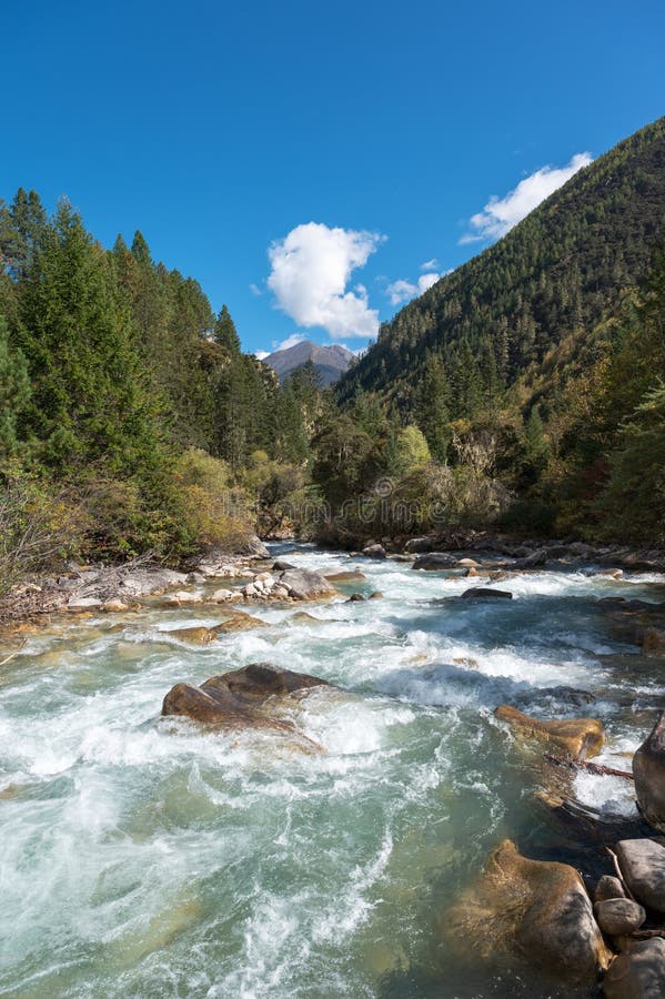Swift river in the forest stock photo. Image of mountains - 233159842