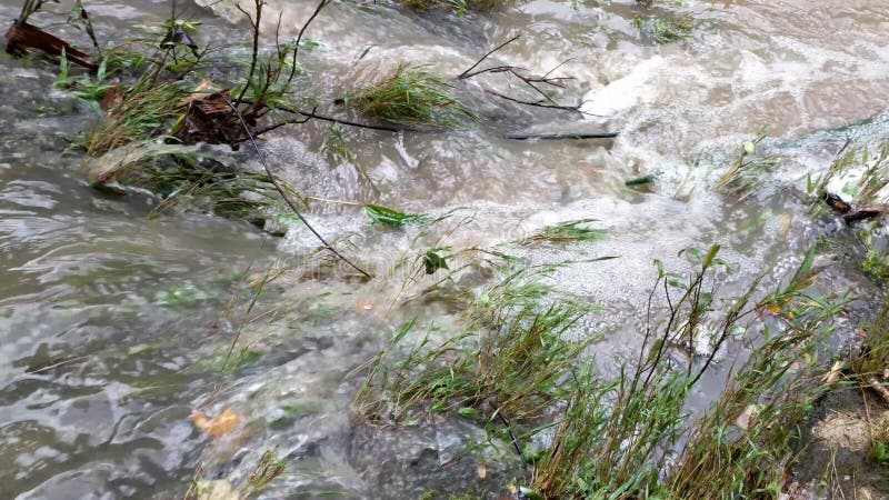 Swift River Water Flow Against the Background of Trees and Greenery in ...