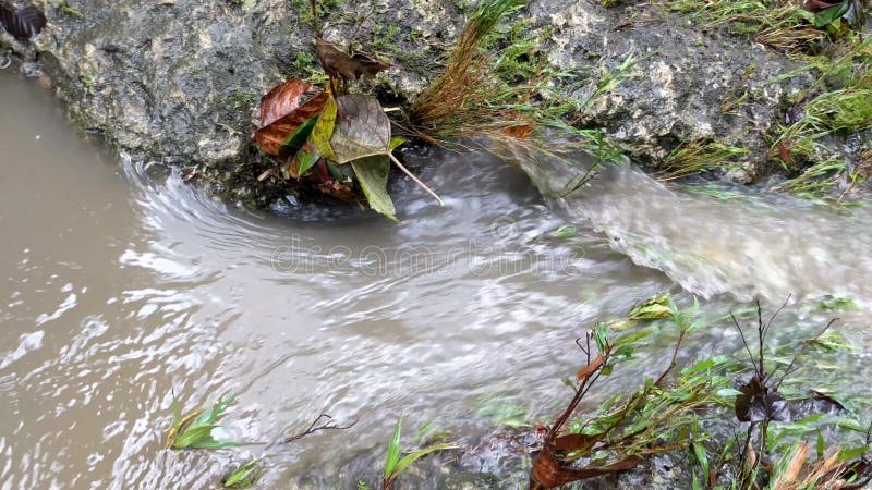 Swift River Water Flow Against the Background of Trees and Greenery in ...