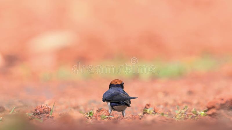 Swift Swallow Bird Collecting Mud from the Ground Stock Video - Video ...