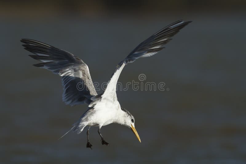 Swift Tern stock image. Image of feather, birds, animal - 72087779