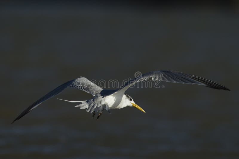 Swift Tern stock photo. Image of feather, bird, flight - 72174662