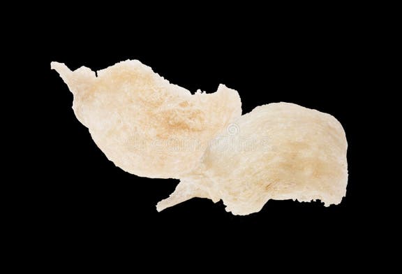 Swiftlet nest stock photo. Image of food, delicacy, consumption - 46326210