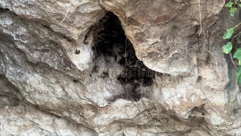 Swiftlets Nesting on Cliff Face Stock Video - Video of nest, jungle ...