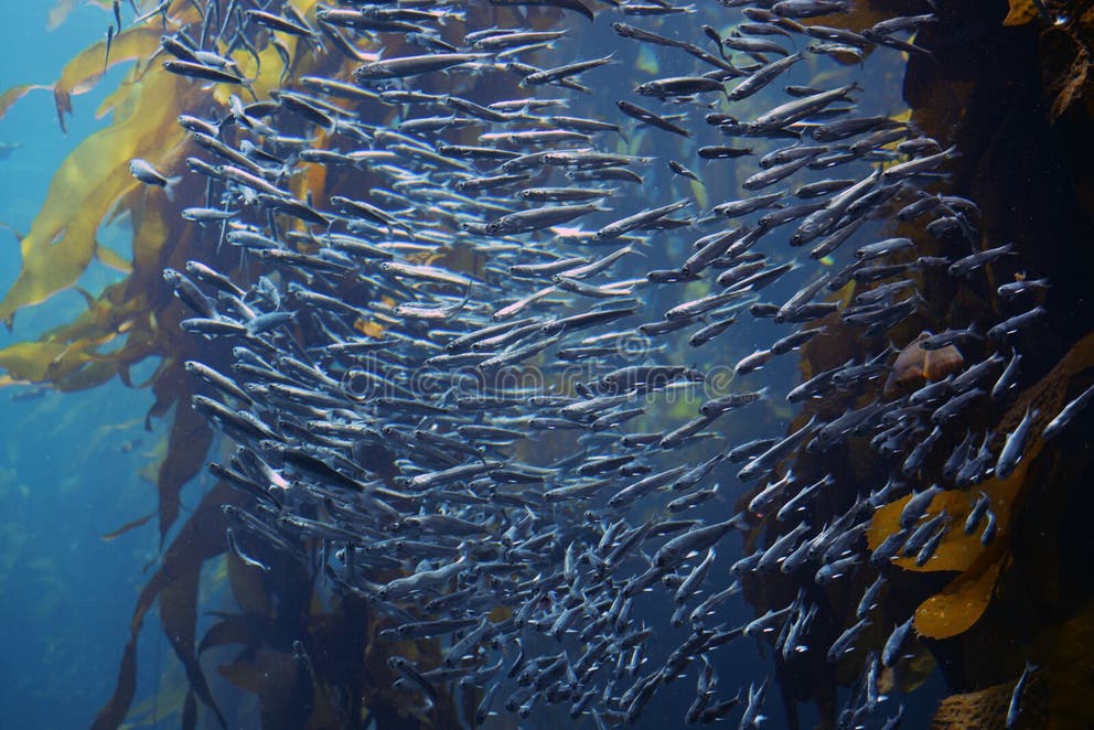 Swim away from the shark stock image. Image of holiday - 146118093