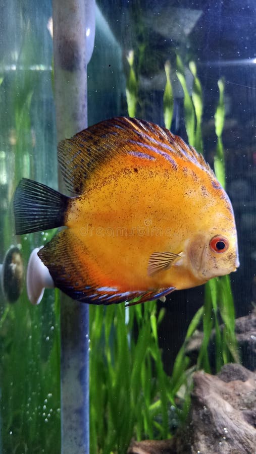 Orange discus fish photo stock image. Image of orange - 262401583